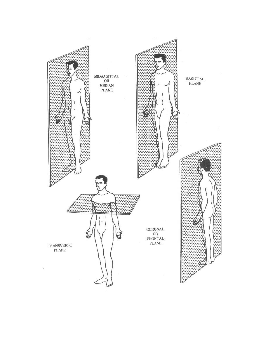 Figure 1 4 Planes Of The Body Anatomy For X Ray Specialists