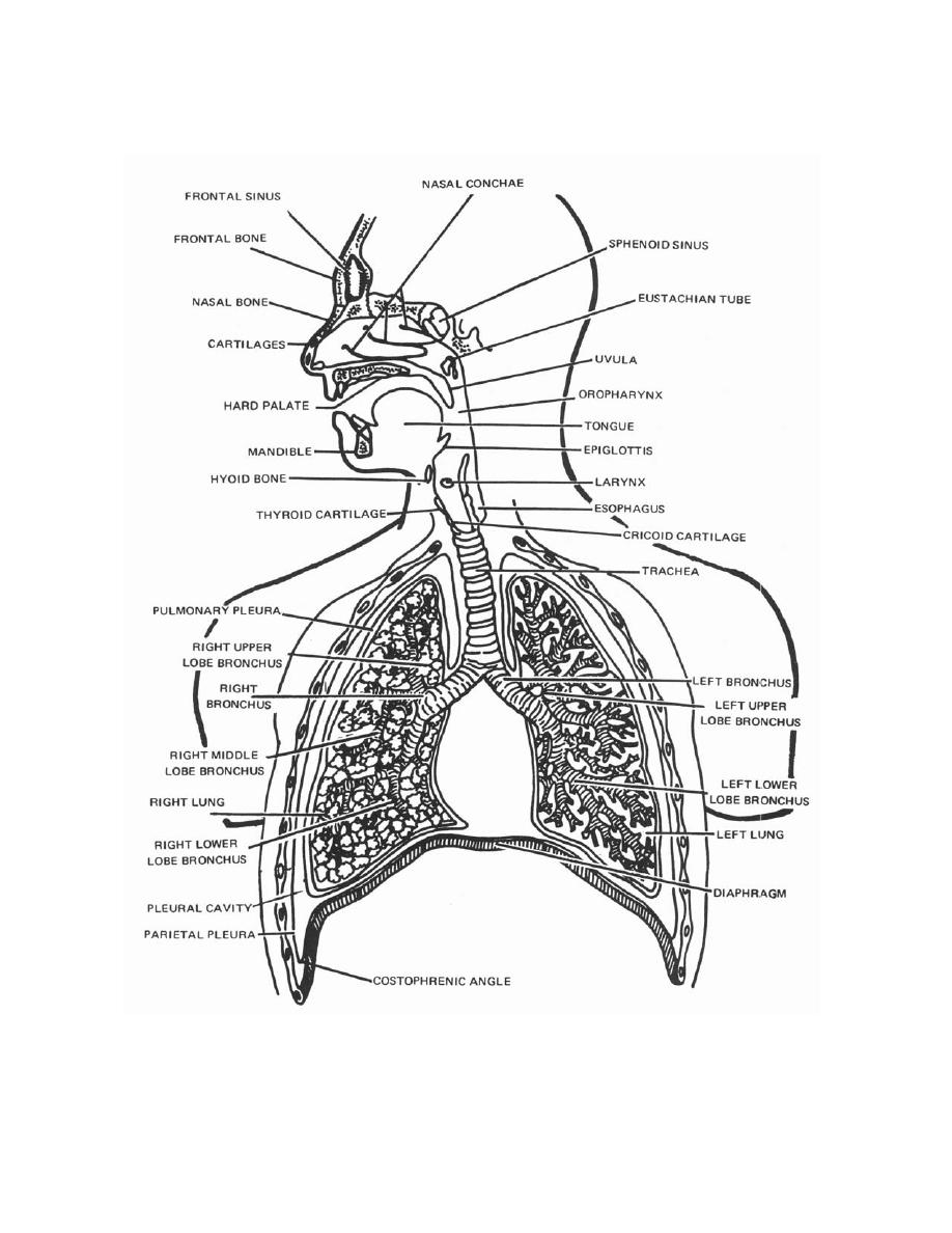 Figure 3 15 The Respiratory System Anatomy For X Ray Specialists Figure 3 15 The Respiratory System Anatomy For X Ray Specialists